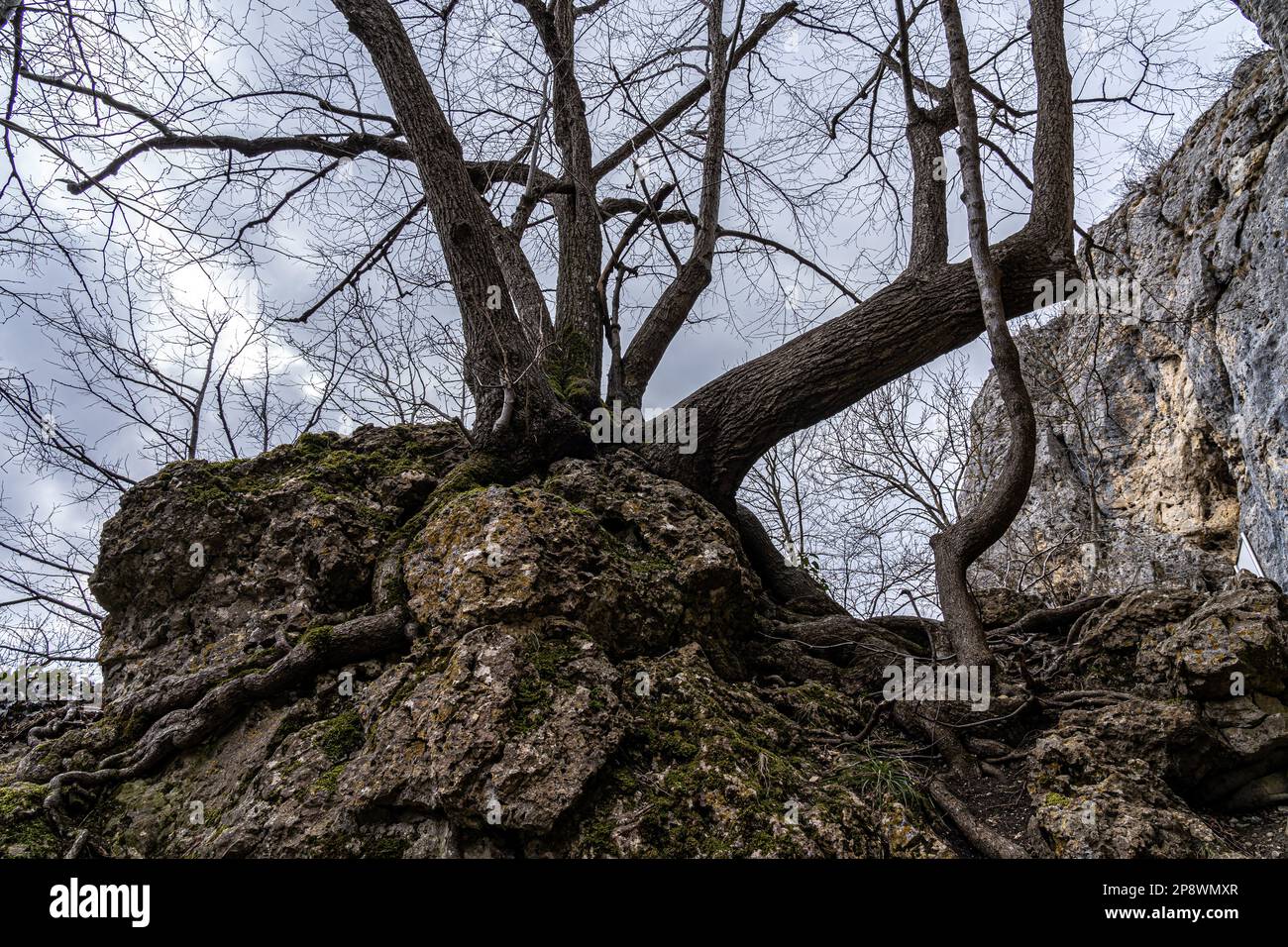 Rocks and trees in the middle of the forest Stock Photo - Alamy