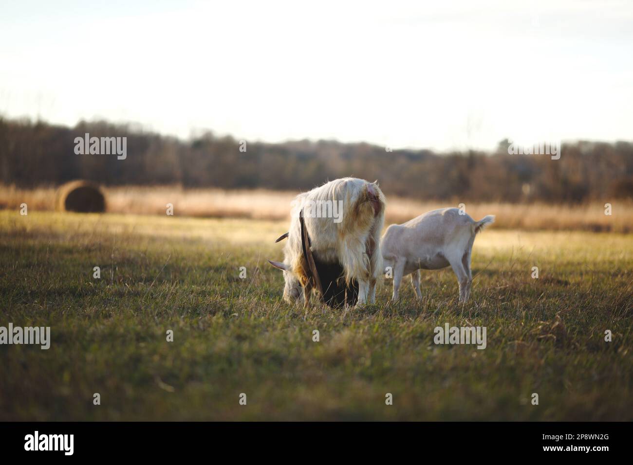 A peaceful rural scene with a mother goat and lamb in the sunshine on a ...