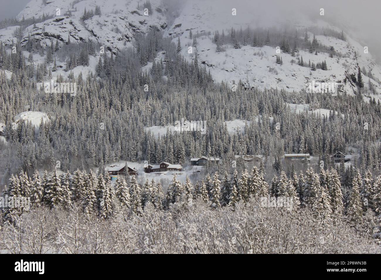 pine tree covered with snow near Hemsedal,Norway,outdoor nature Stock ...