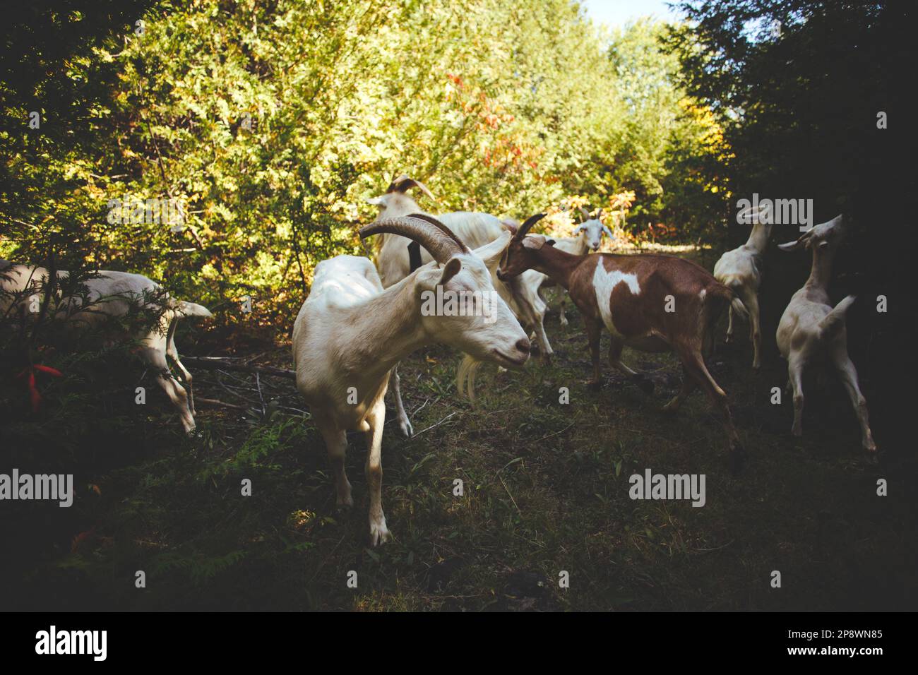 An image of a herd of goats wandering in a lush green grassy field ...
