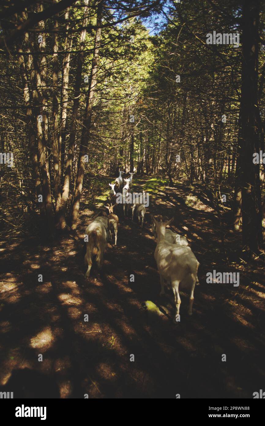 A herd of goats walking along a path in a wooded area Stock Photo - Alamy