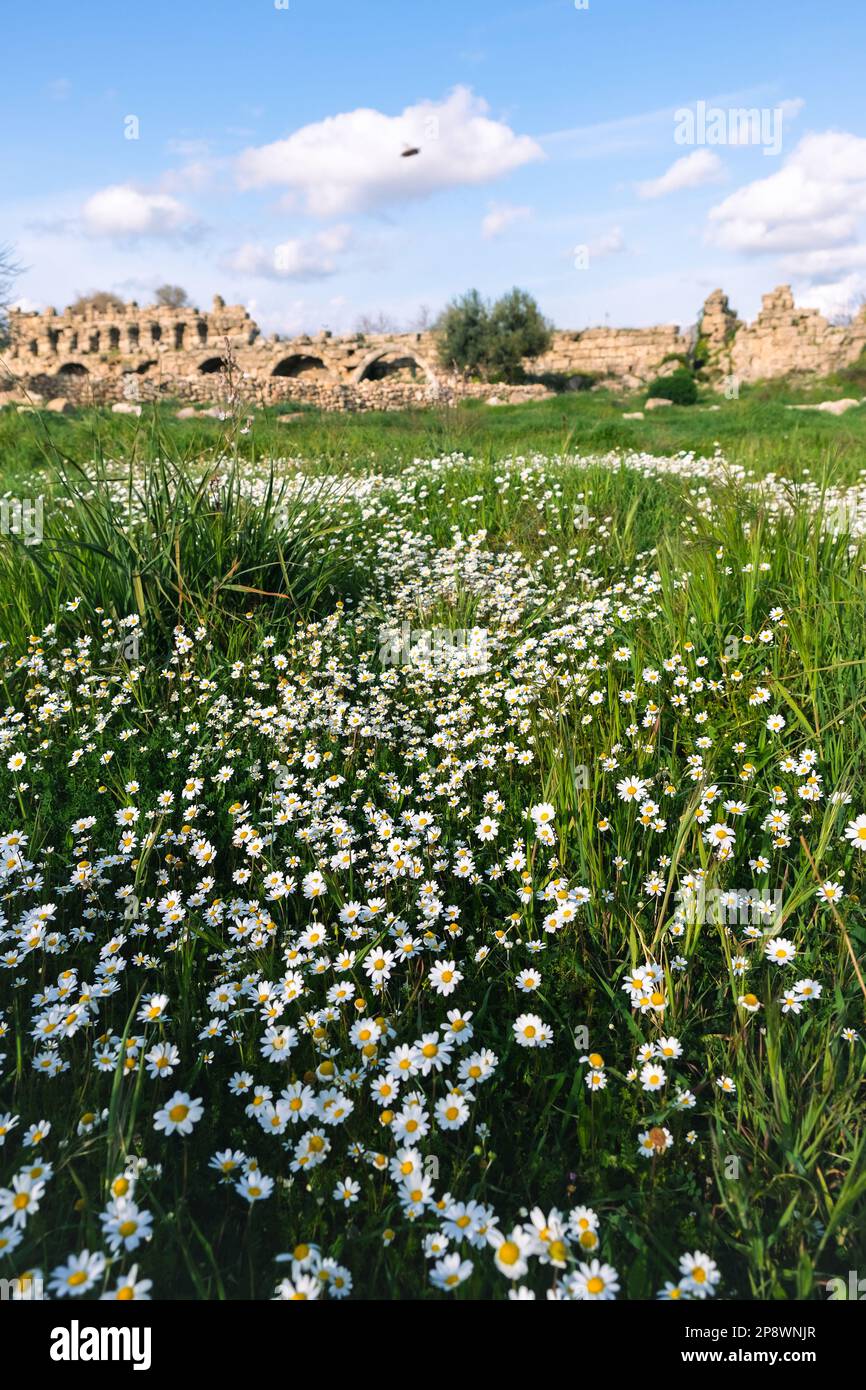 Vertical İmage of wild daisy flowers growing on meadow, white ...