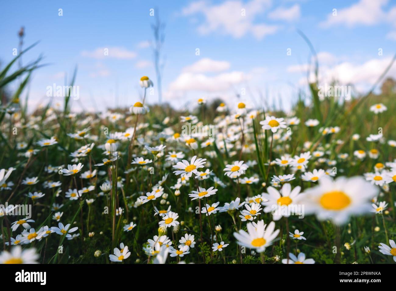 Wild daisy flowers growing on meadow, white chamomiles on blue cloudy ...
