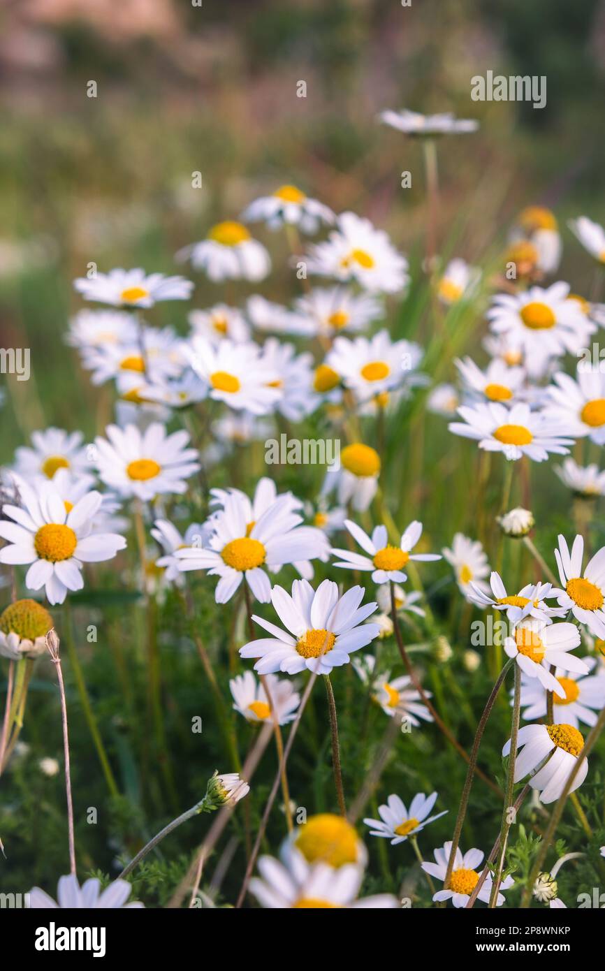 Wild Daisy Bouquet