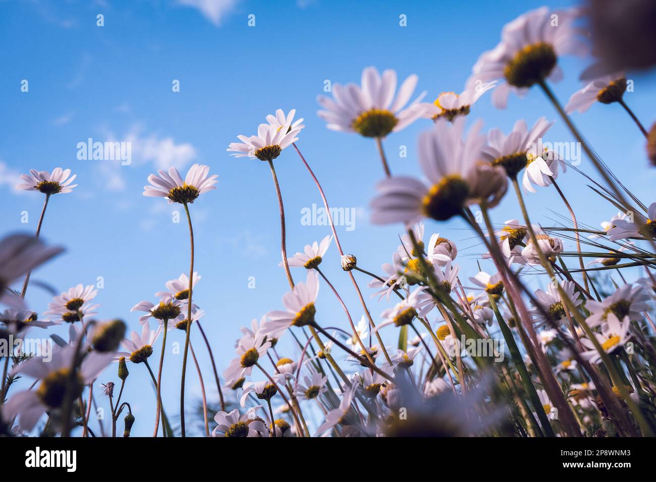 Wild daisy flowers growing on meadow, white chamomiles on blue cloudy ...