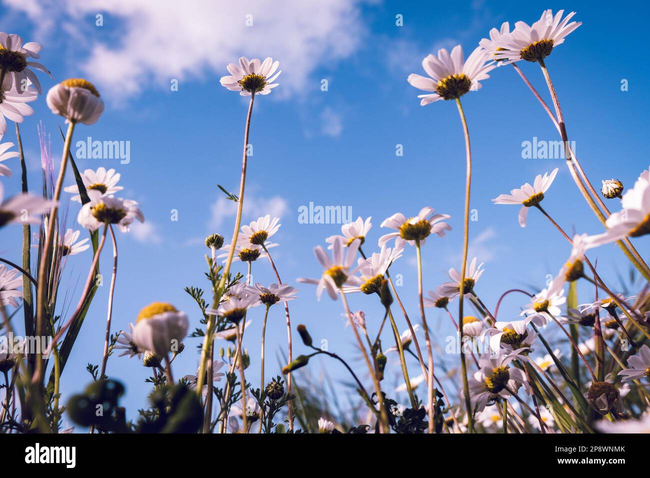 Wild daisy flowers growing on meadow, white chamomiles on blue cloudy ...