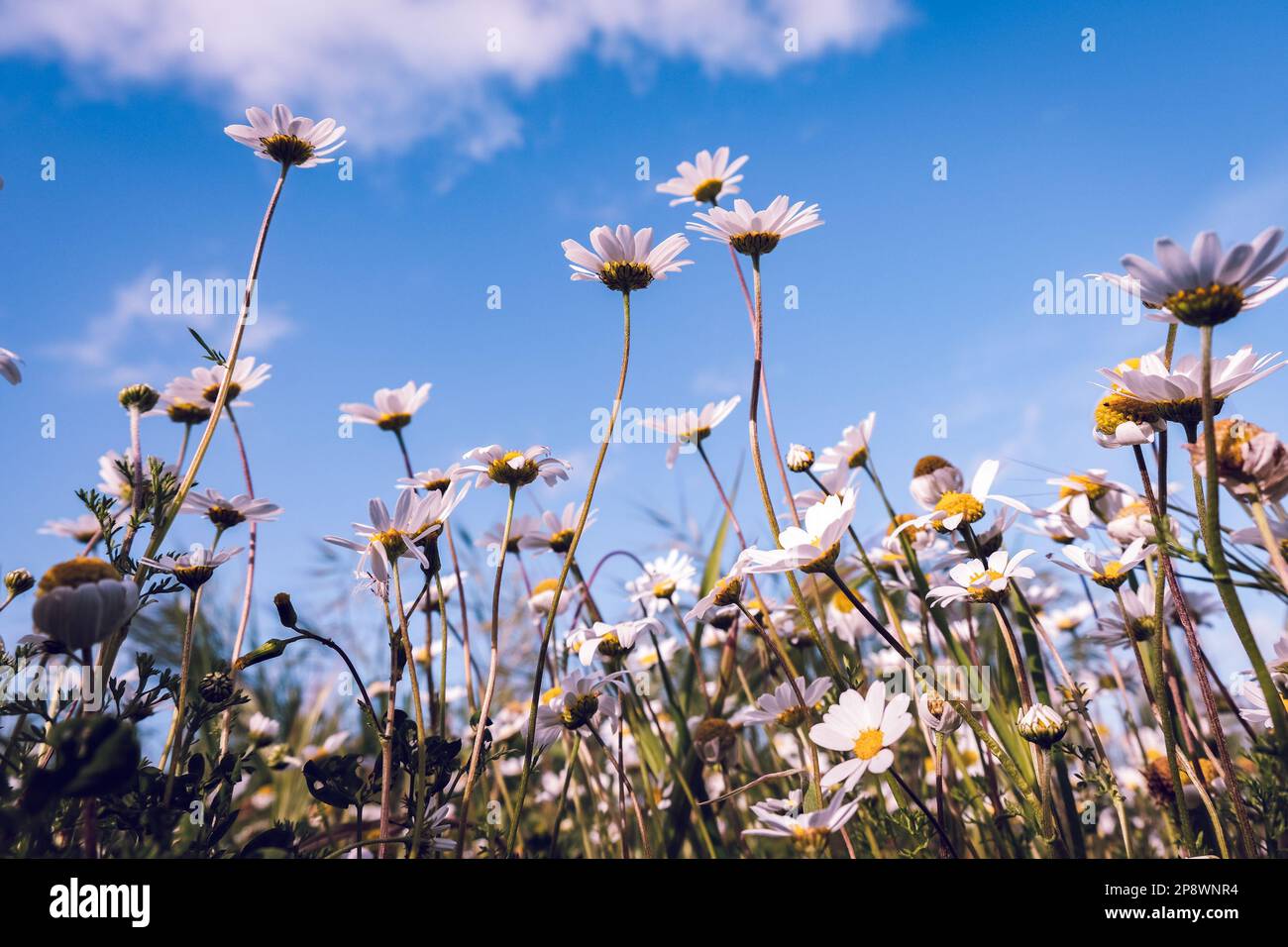 Wild daisy flowers growing on meadow, white chamomiles on blue cloudy ...
