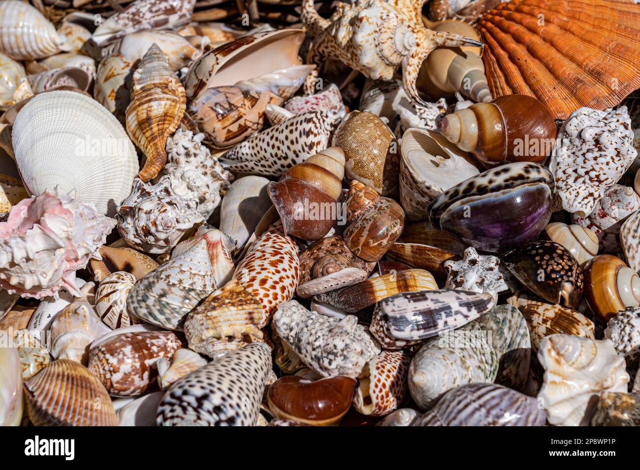 A bowl of colorful sea shells and snail shells Stock Photo - Alamy