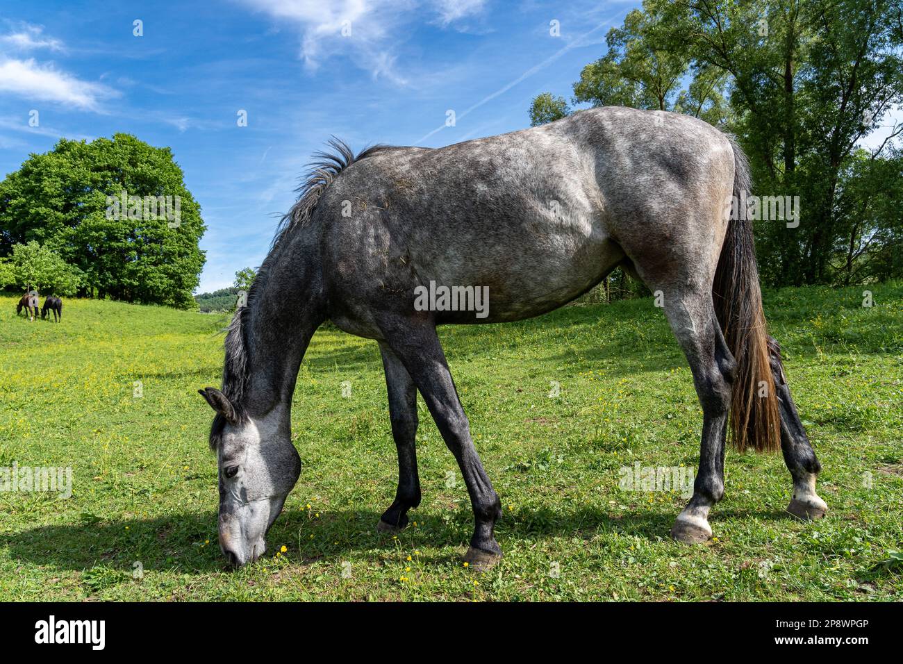 Gray horse on the green field of a farm Stock Photo - Alamy