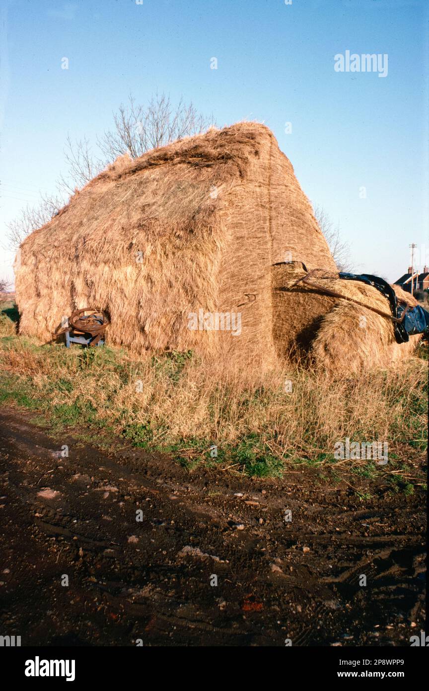 UK, England, Norfolk. 1977. Reed stacks. Reeds from nearby beds are ...