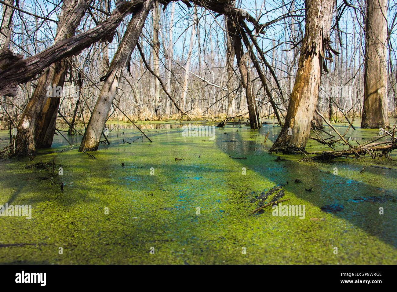 View of a swamp in Spring in a protected natural area Stock Photo - Alamy