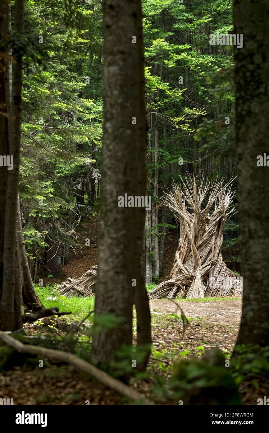 Breath of the trees hi-res stock photography and images - Alamy