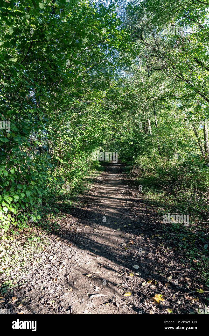 Woodland path through the green and dark forest Stock Photo - Alamy