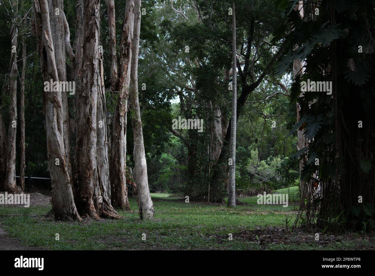 A green forest full of tall trees, lush foliage, nature, landscape ...
