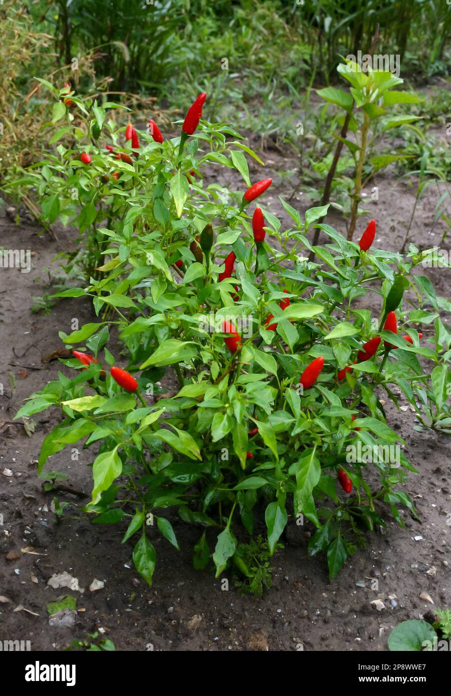 Fiery red pods hi-res stock photography and images - Alamy
