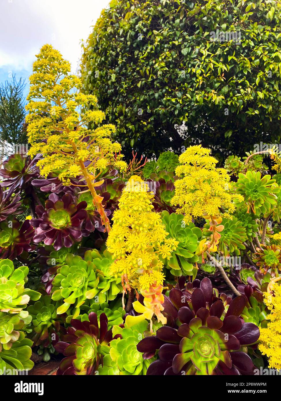 Aeonium aeonium arboreum hi-res stock photography and images - Alamy