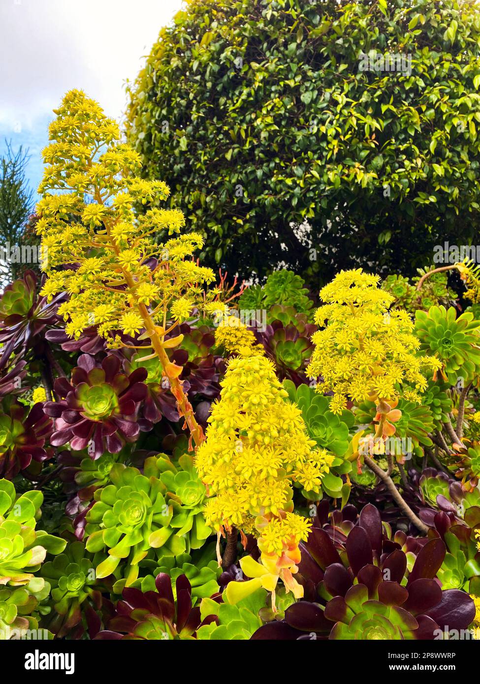 Tree aeonium aeonium arboreum hi-res stock photography and images - Alamy