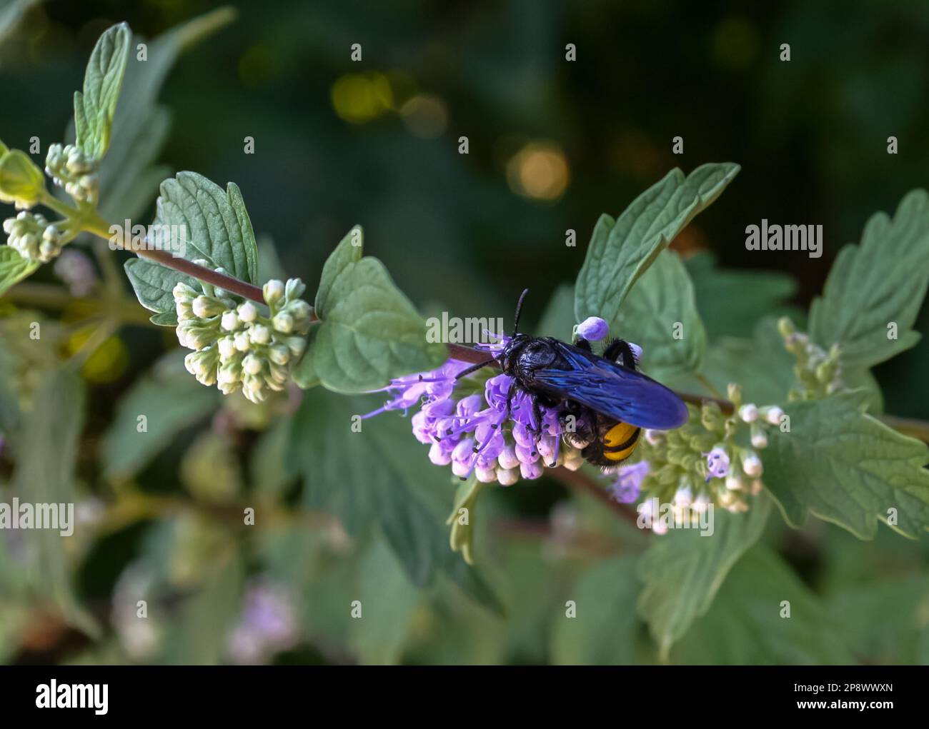 The large Scolia wasp collects nectar on the inflorescence of a flower ...