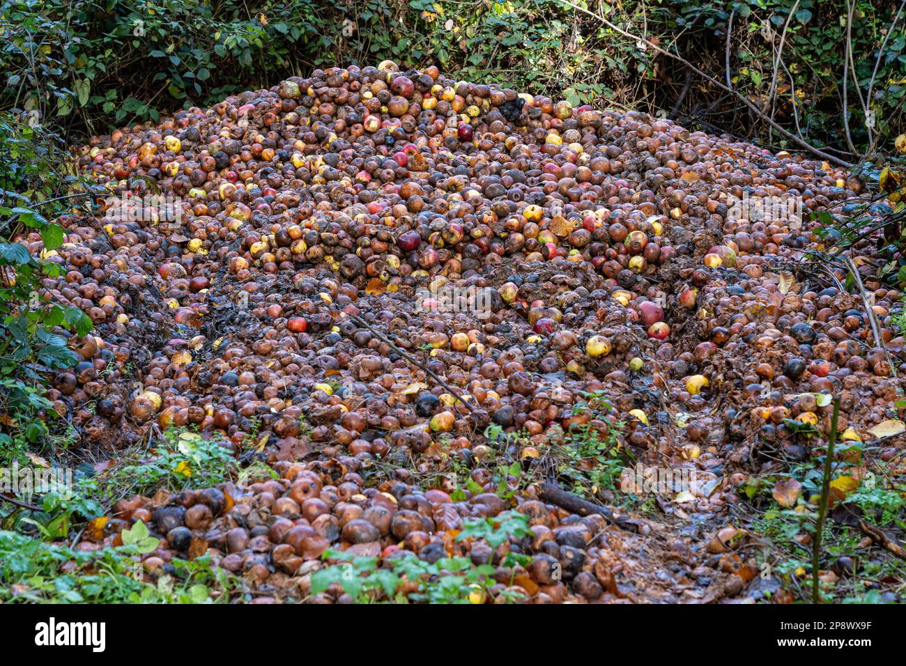 A heap of brown and rooten apples in front of the forest Stock Photo ...