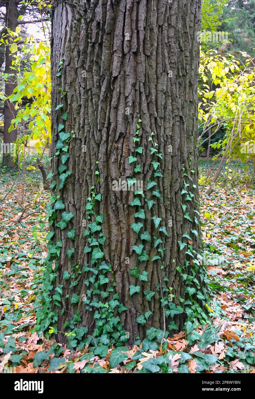 Young stems of ivy grow on the trunk of an old tree Stock Photo - Alamy