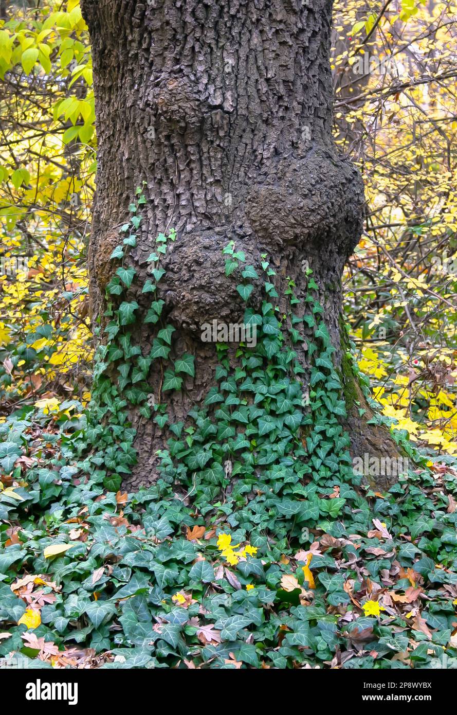 Ivy leaf young old hi-res stock photography and images - Alamy