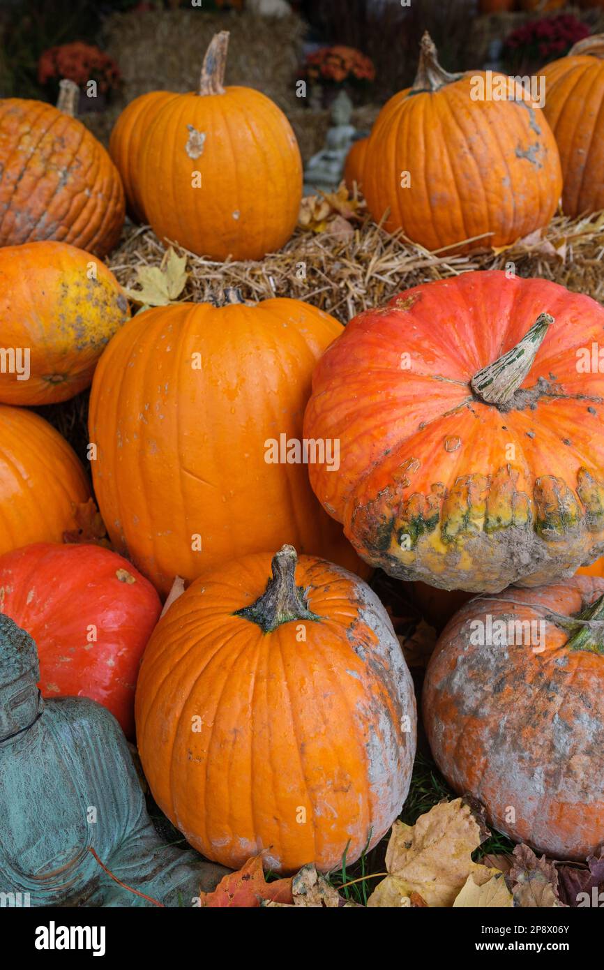 Indian farmer harvest pumpkins hi-res stock photography and images - Alamy
