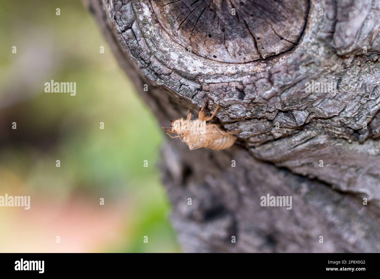 Cicada nymph shell on a tree trunk Stock Photo - Alamy
