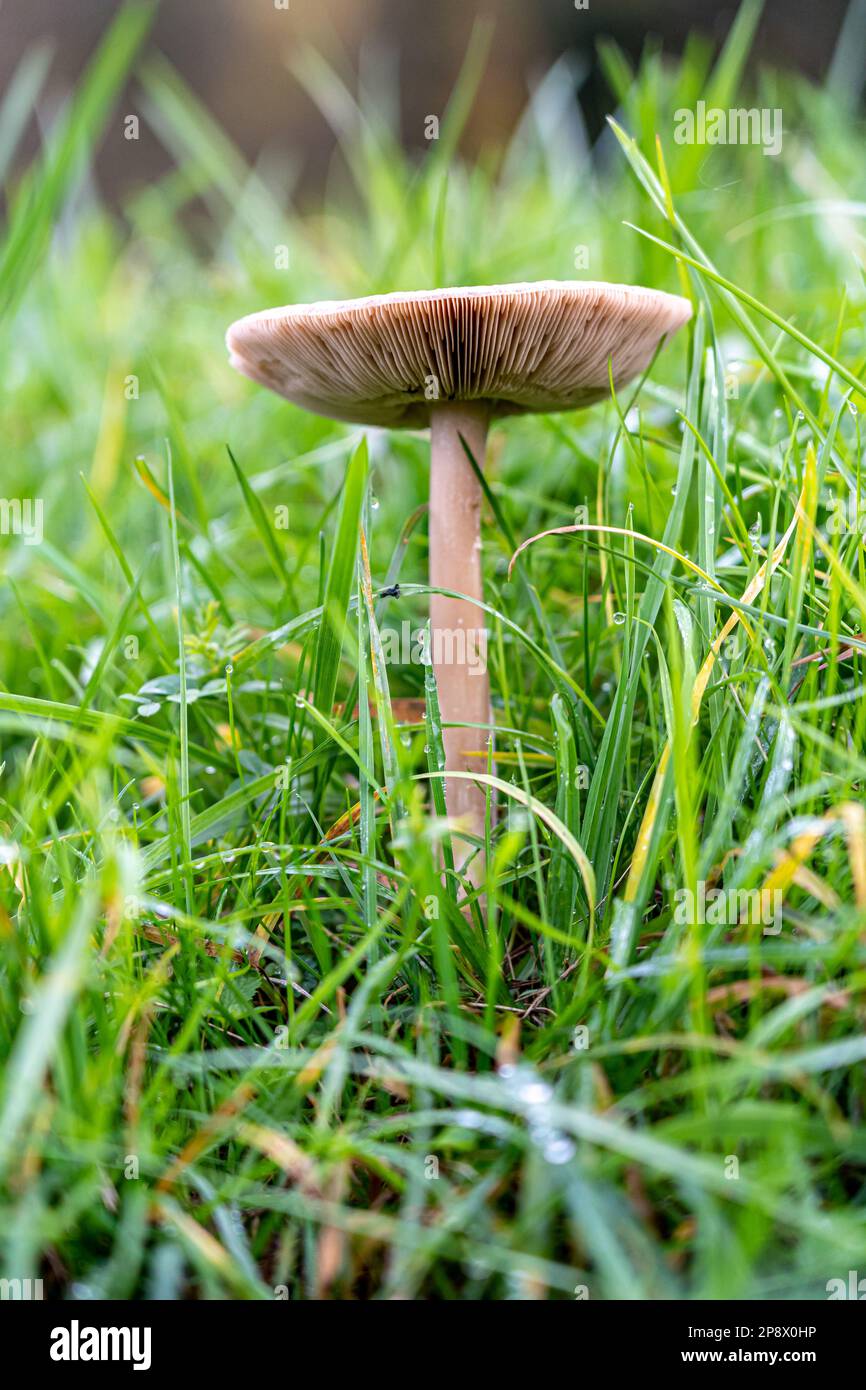 Sick mushroom hi-res stock photography and images - Alamy