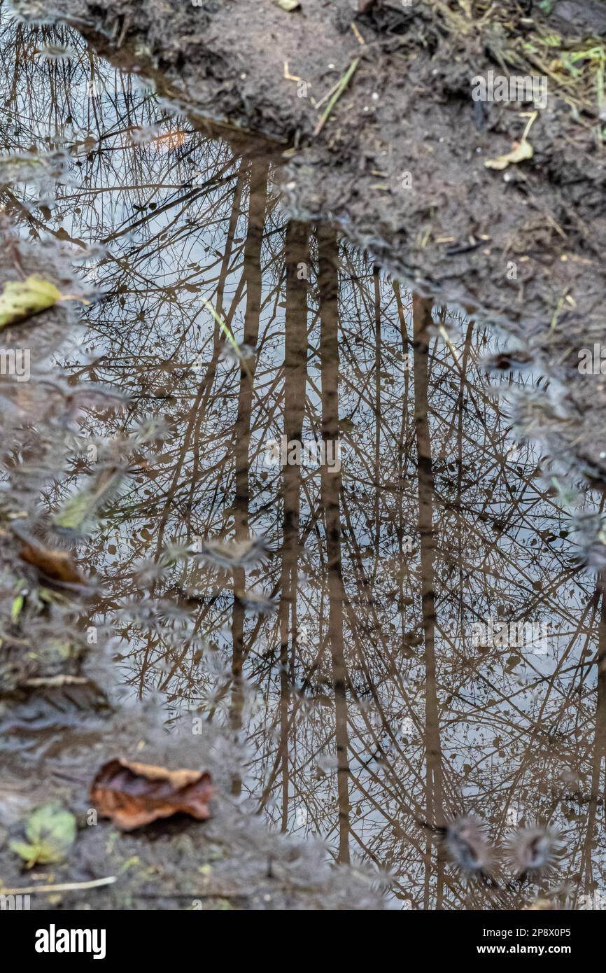 Little puddle after rain with reflections of tree Stock Photo - Alamy