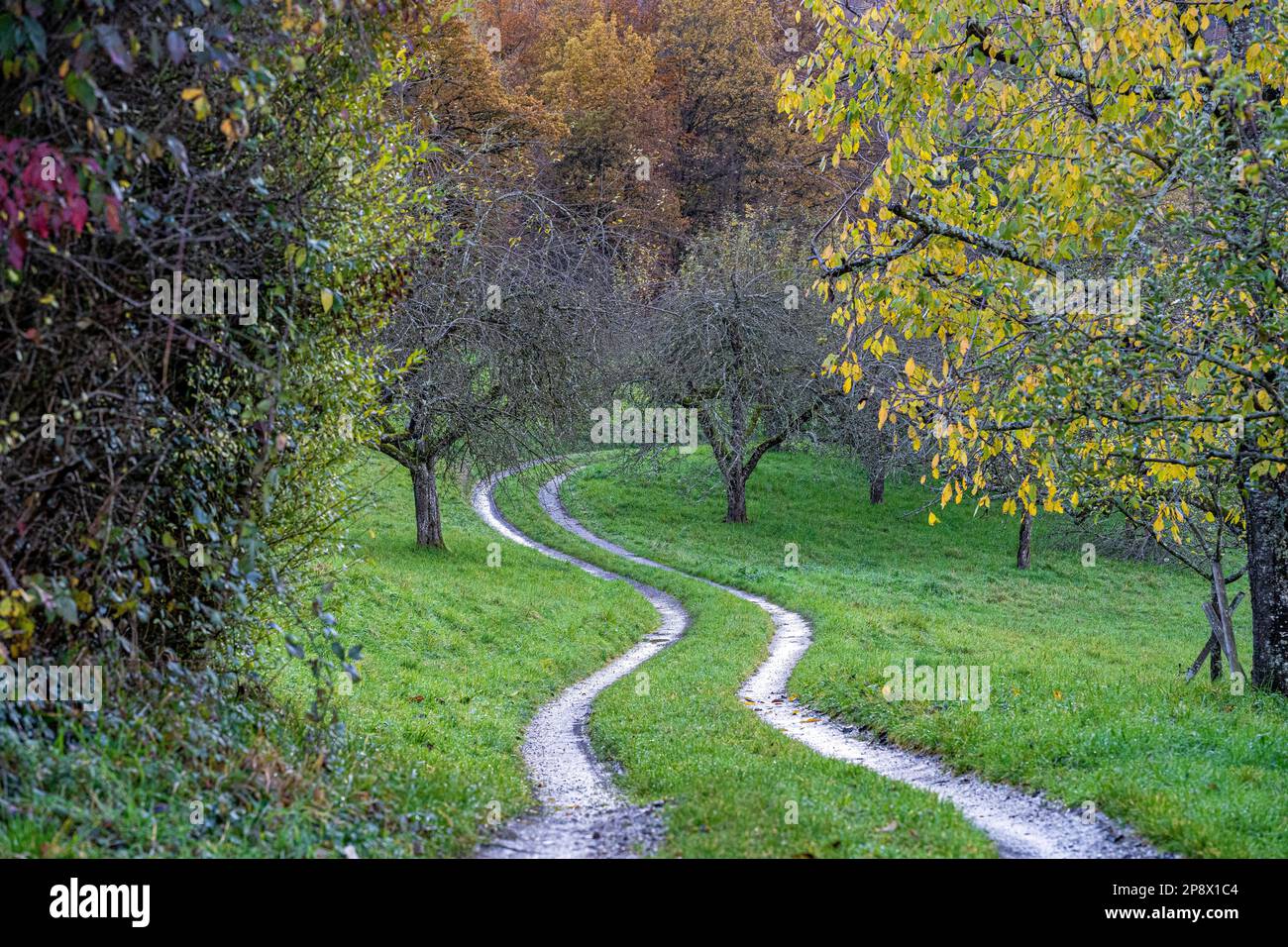Woodland path through the colorful field of apple trees Stock Photo - Alamy