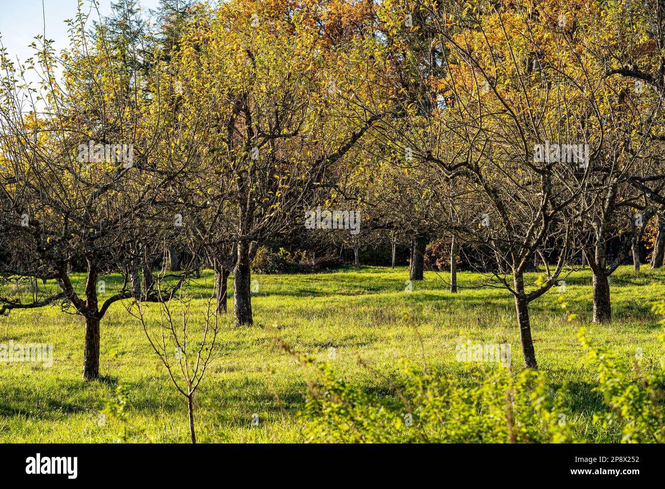 Field of green grass and a lot of apple trees Stock Photo - Alamy