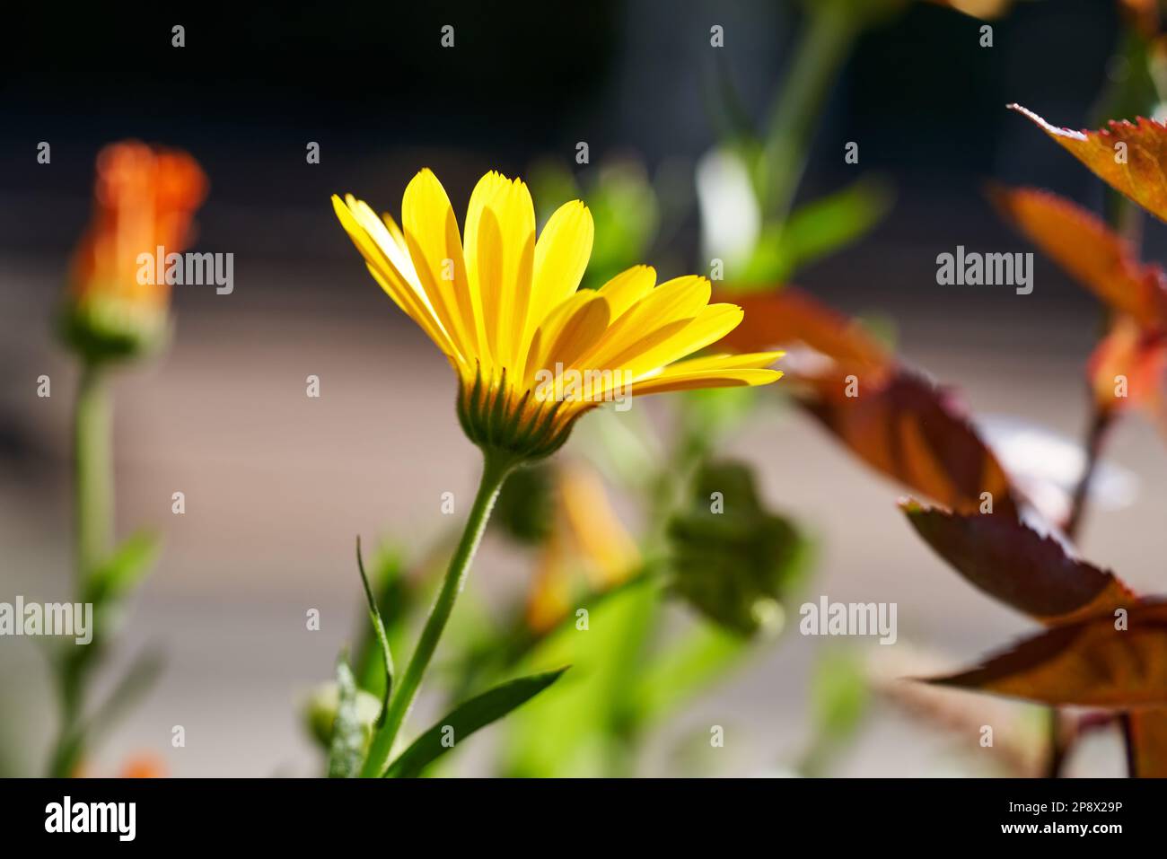 Fresh calendula or pot marigold growing outdoors. Medicinal plant Stock ...