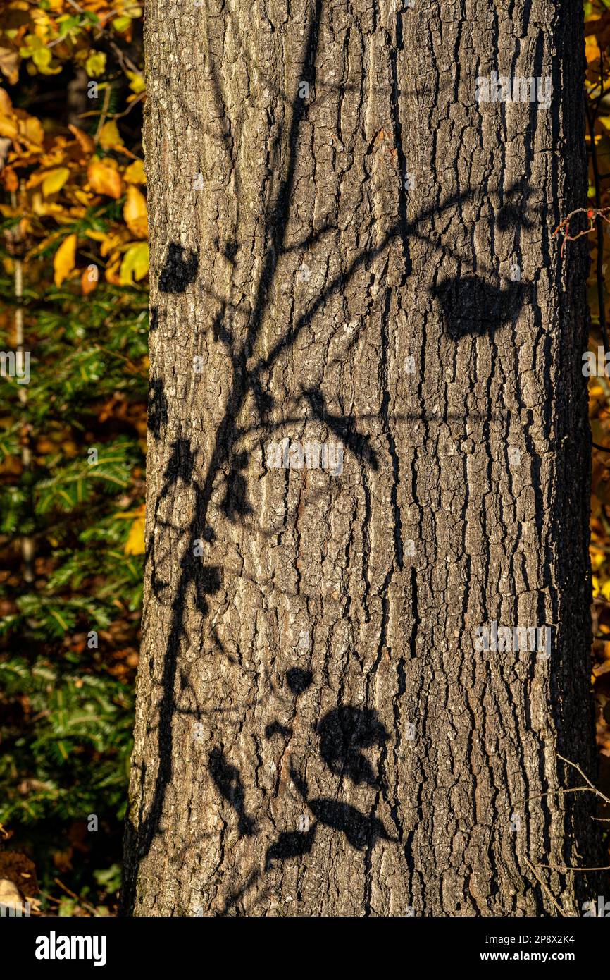 Brown tree trunk and black shadows of branches on it Stock Photo - Alamy