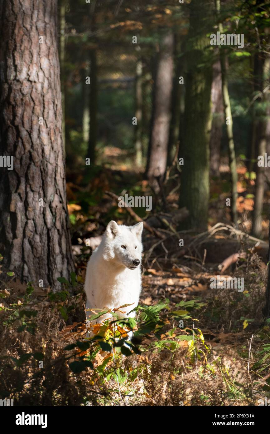 Lone wolf howls to moon background hi-res stock photography and images ...