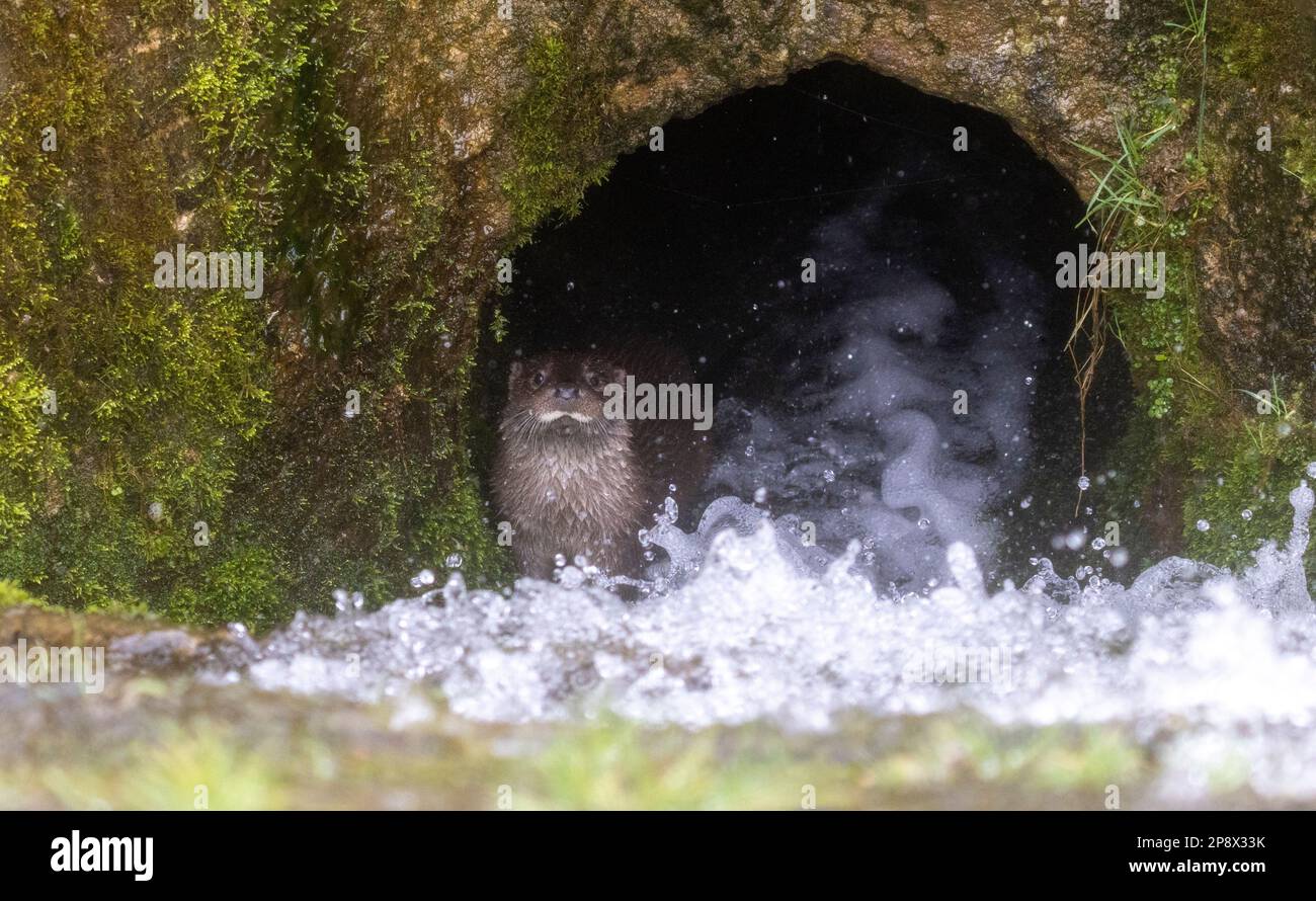Cute otter in nature hi-res stock photography and images - Alamy
