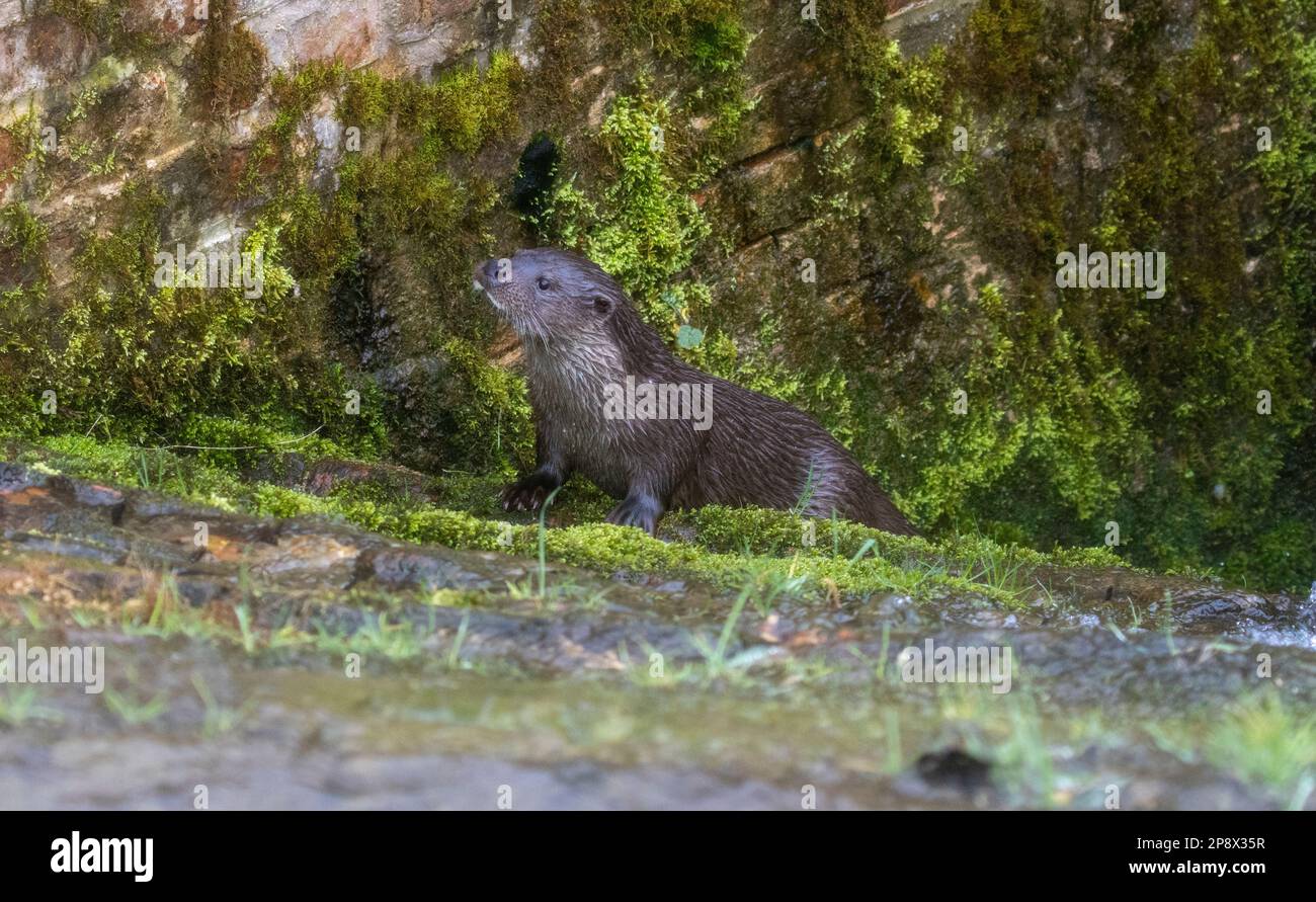 Otter going up the overflow at a canal lock Stock Photo - Alamy