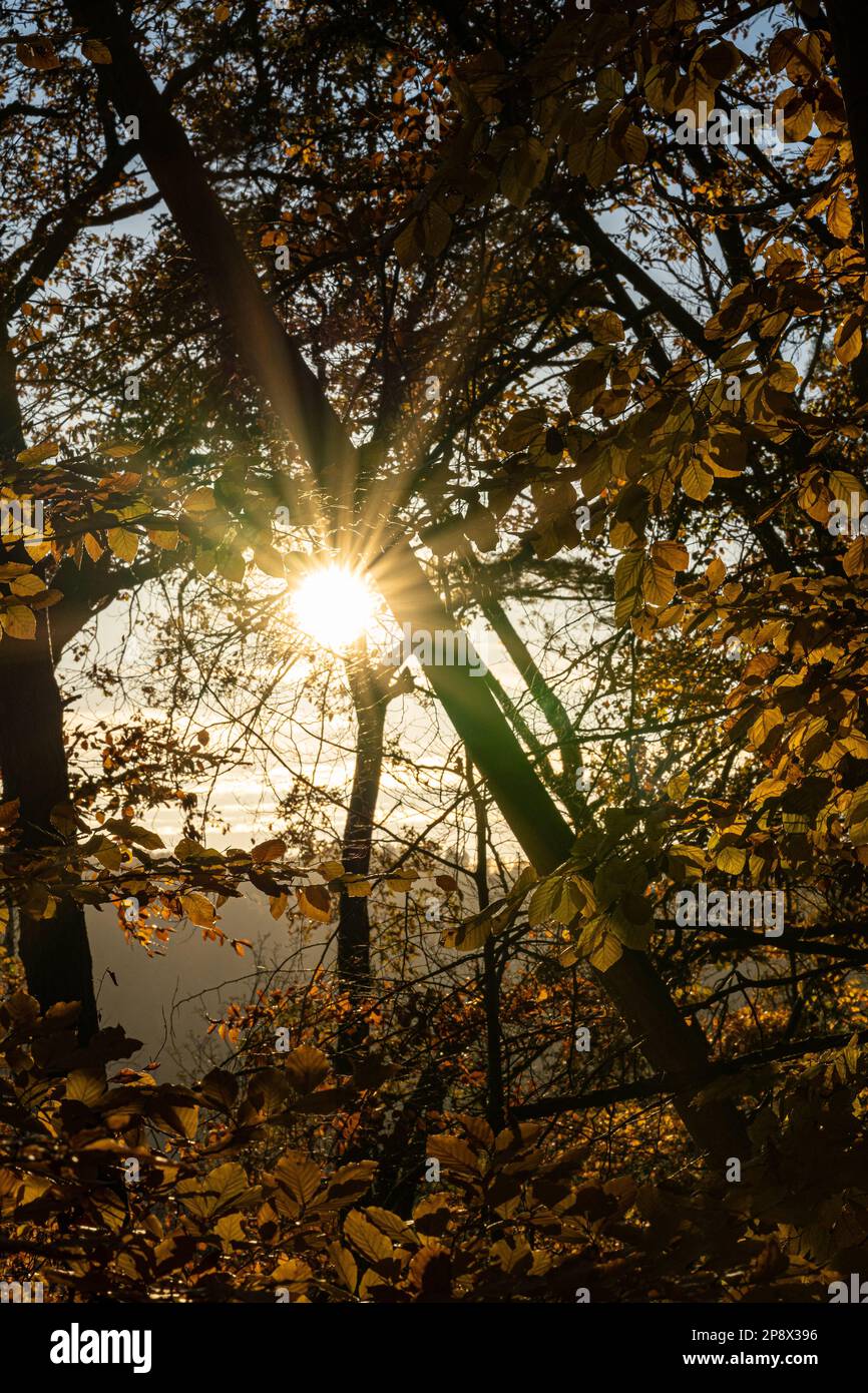 Sunset sun through the trees of the dark forest Stock Photo - Alamy