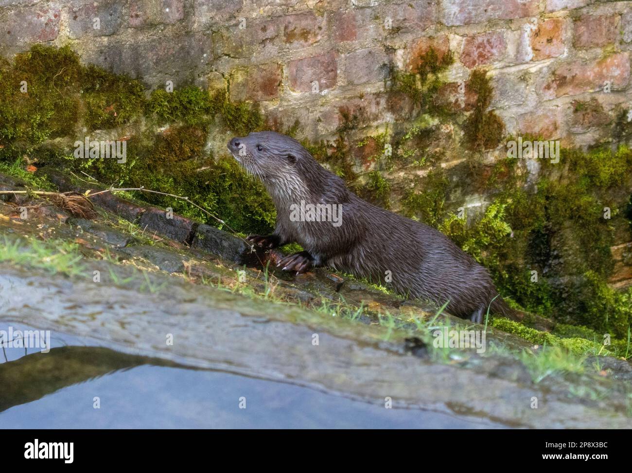 Otter going up the overflow at a canal lock Stock Photo - Alamy