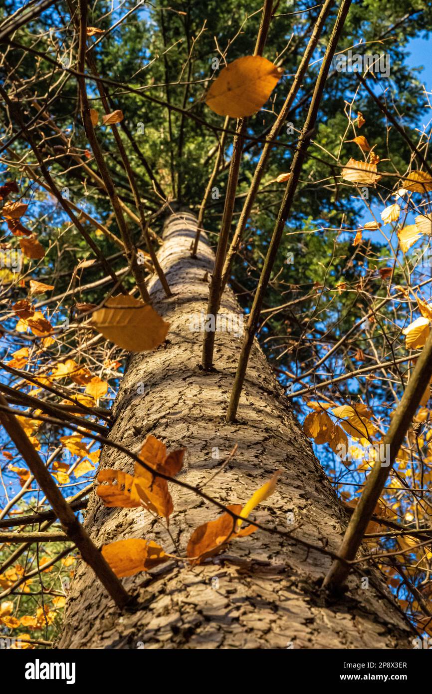 Brown tree trunk and black shadows of branches on it Stock Photo - Alamy