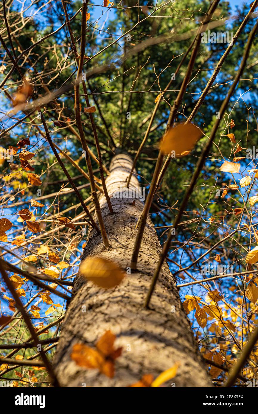 Brown tree trunk and black shadows of branches on it Stock Photo - Alamy