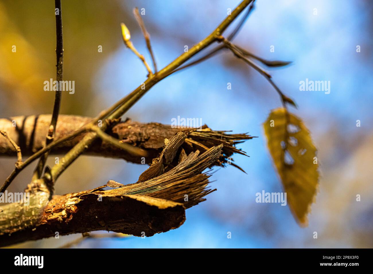 Broken branch of a tree with blurred background Stock Photo - Alamy