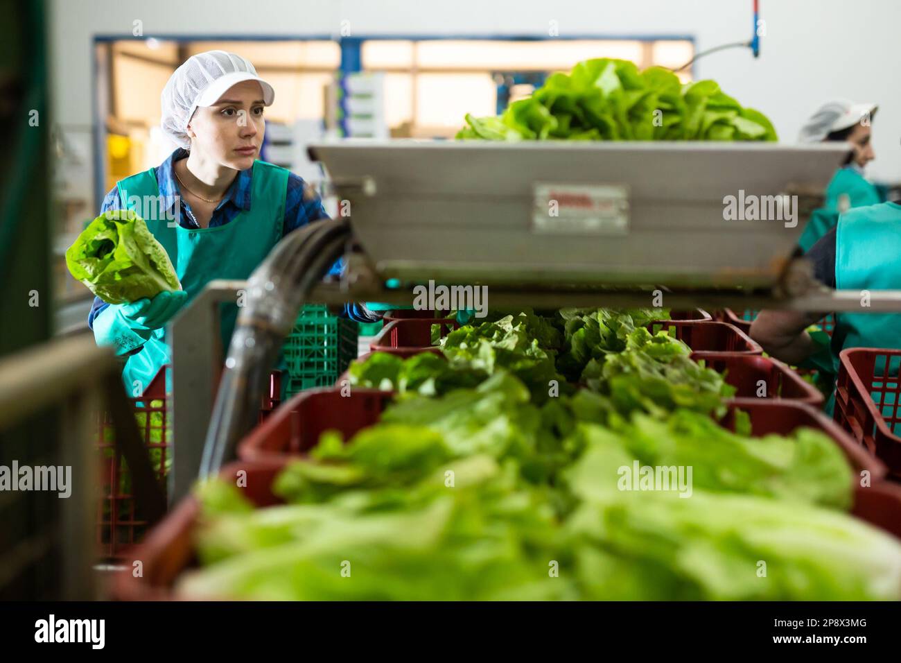 Woman in uniform during sorting lettuce at warehouse at vegetable ...