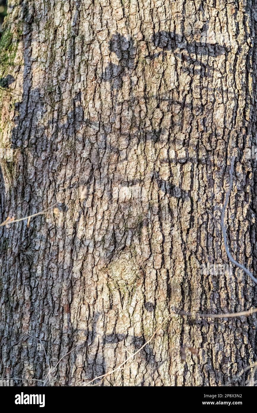Brown tree trunk and black shadows of branches on it Stock Photo - Alamy