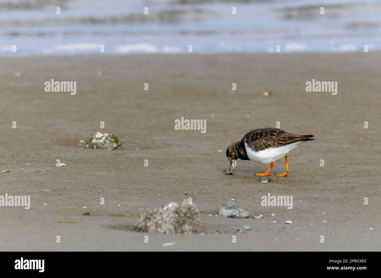 Ruddy turnstone "Arenaria interpres" wading bird feeding on crustaceans ...