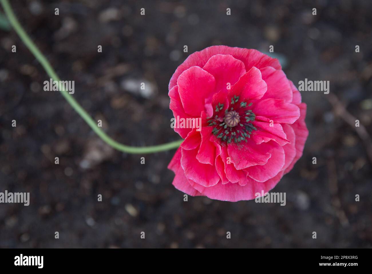Birth month flower hi-res stock photography and images - Alamy