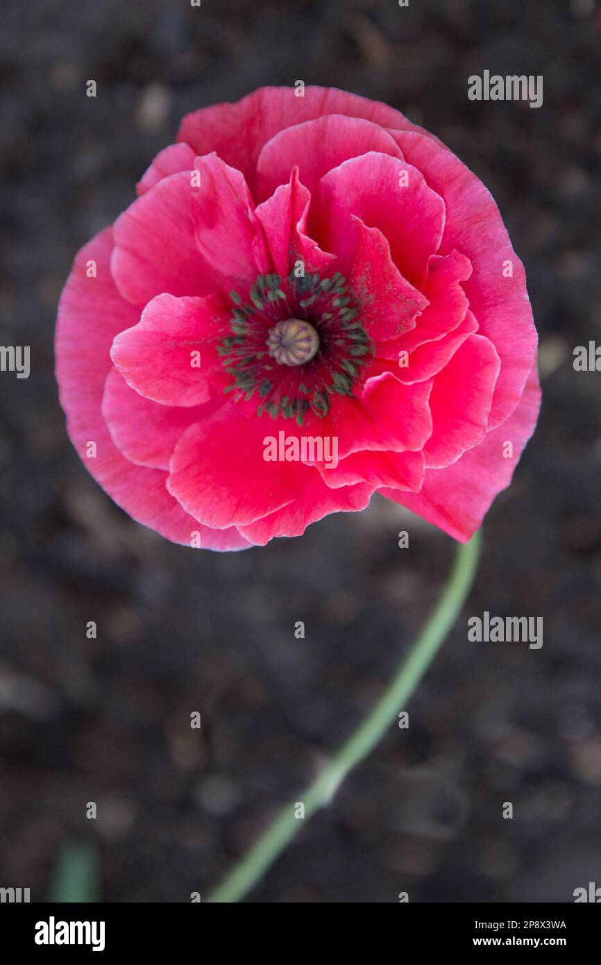 Birth month flowers hi-res stock photography and images - Alamy