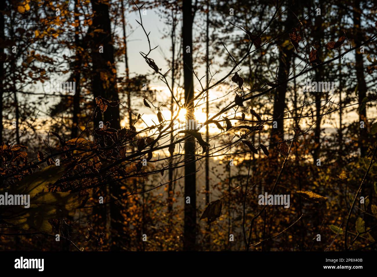 Sunset sun through the trees of the dark forest Stock Photo - Alamy