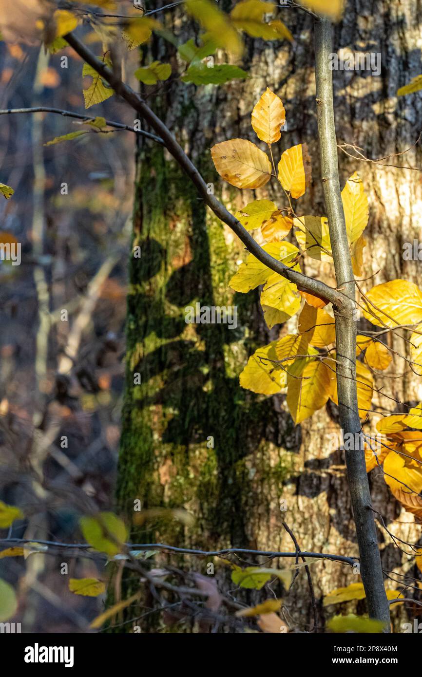 Brown tree trunk and black shadows of branches on it Stock Photo - Alamy
