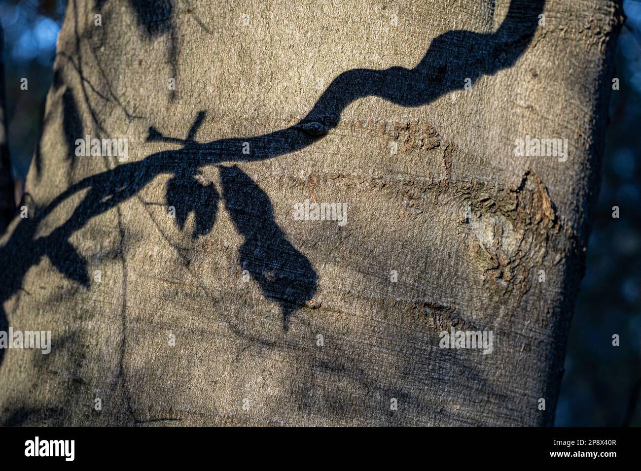Gray tree trunk and black shadows of branches on it Stock Photo - Alamy