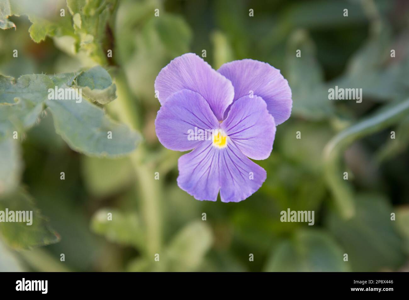 Viola fiona hi-res stock photography and images - Alamy